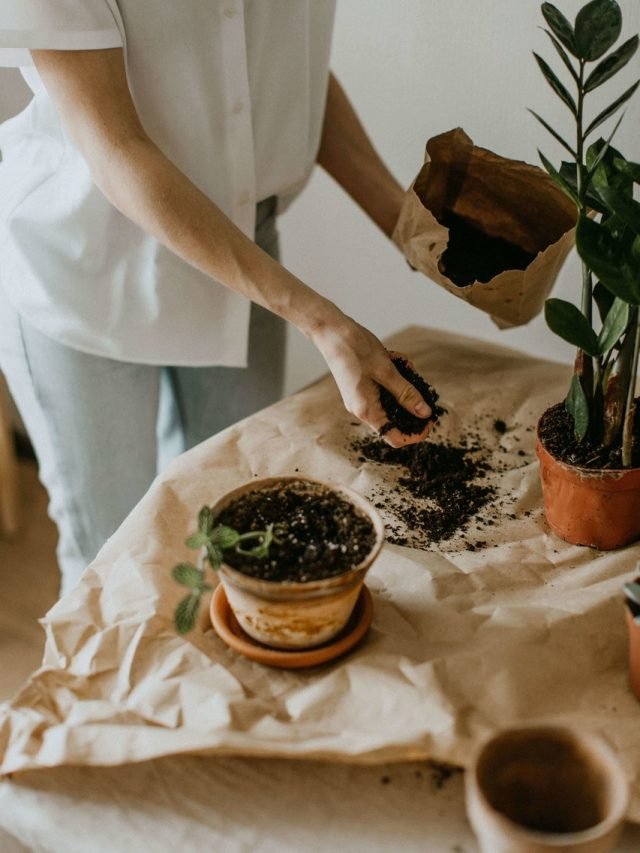 Como começar uma hortinha em casa – STEAL THE LOOK